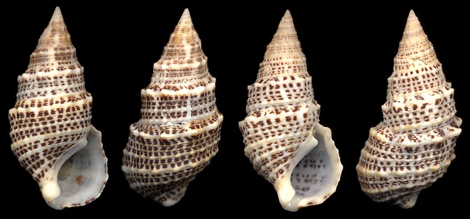 Cerithium litteratum (Born, 1778) Stocky Cerith
